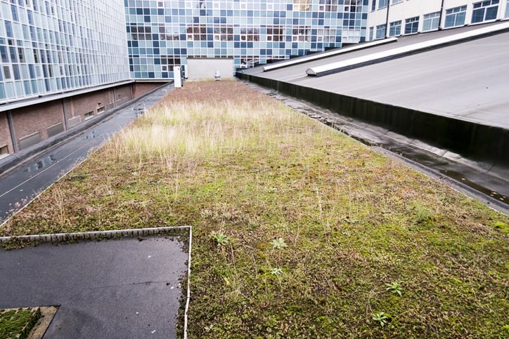 How Green Roofs Can Help Cities Fight Climate Change